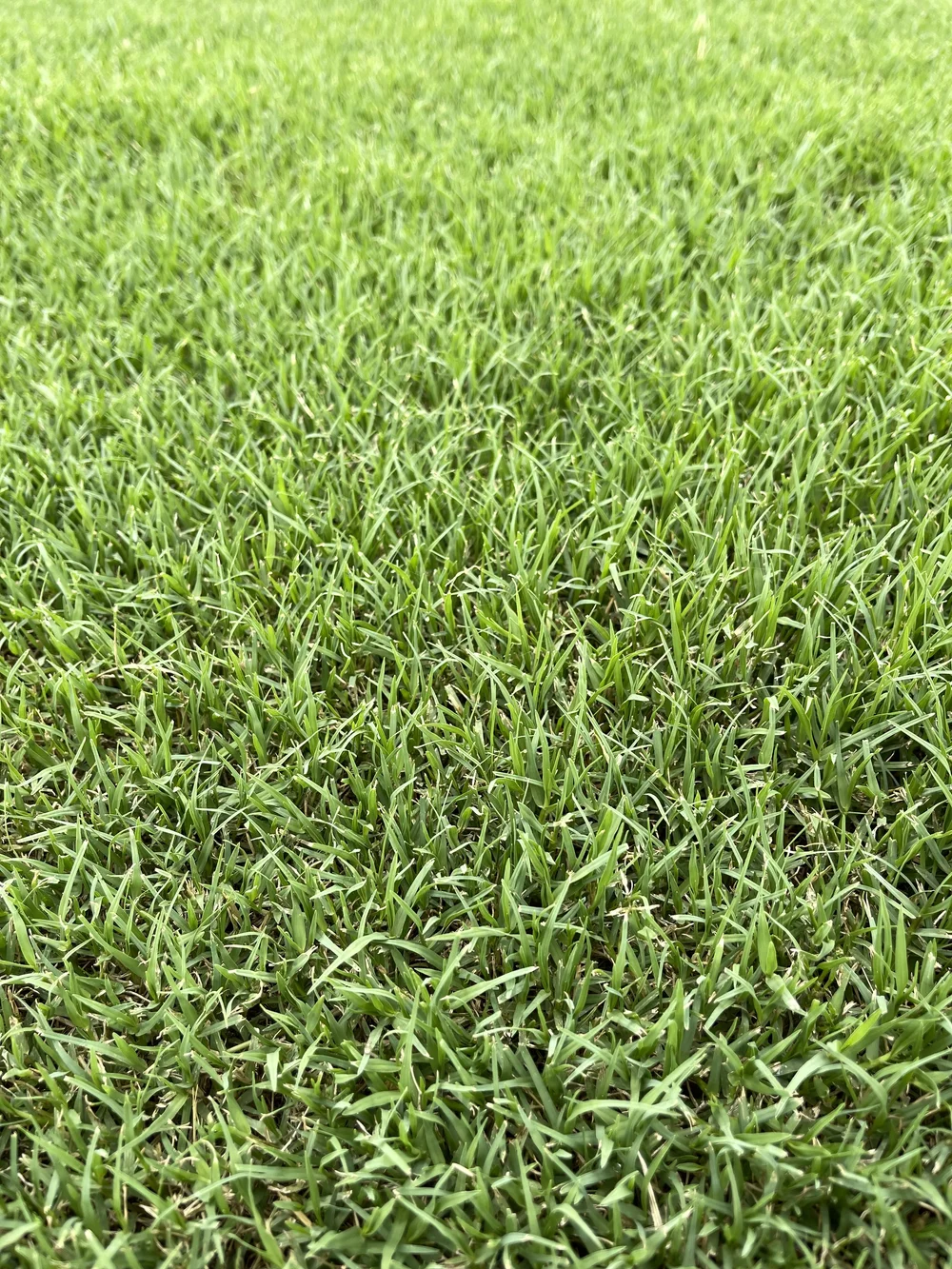 Turf — Turf Galore