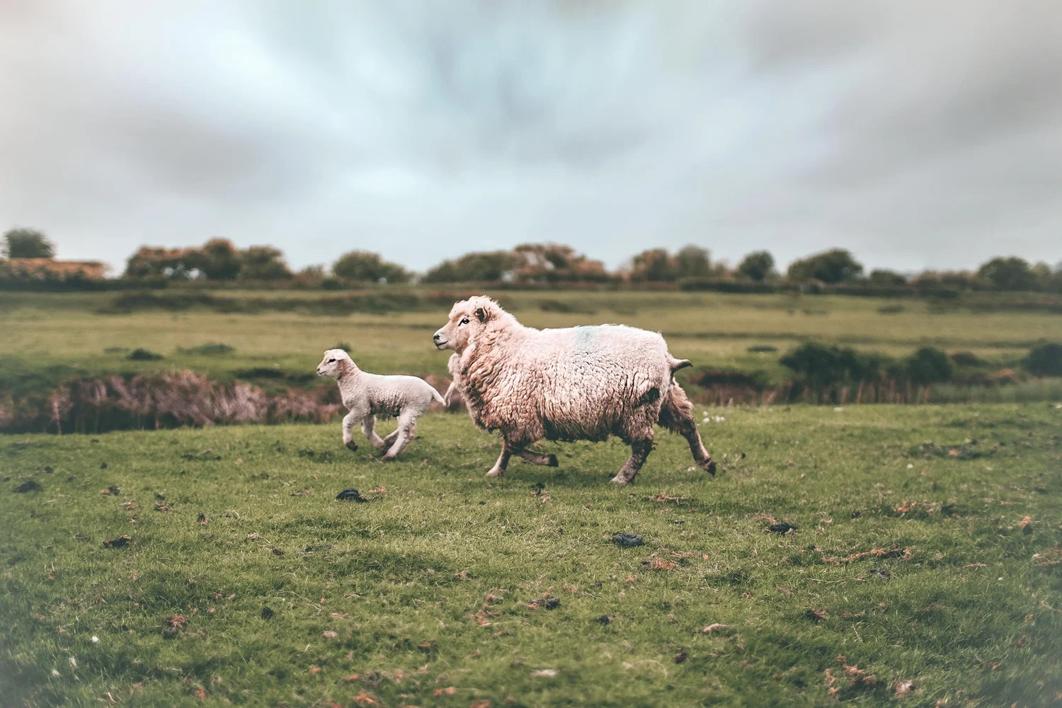 Exploring the Romney Sheep Breed — flock | Knitting & Wool Shop