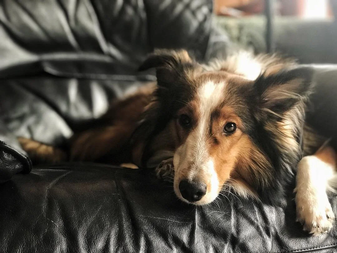 About 1 — The Canine Barkyard