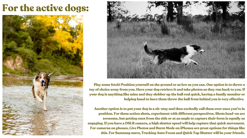 Dog Photography Tips: Capture Perfect Dog Portraits — Julia Bri Photography