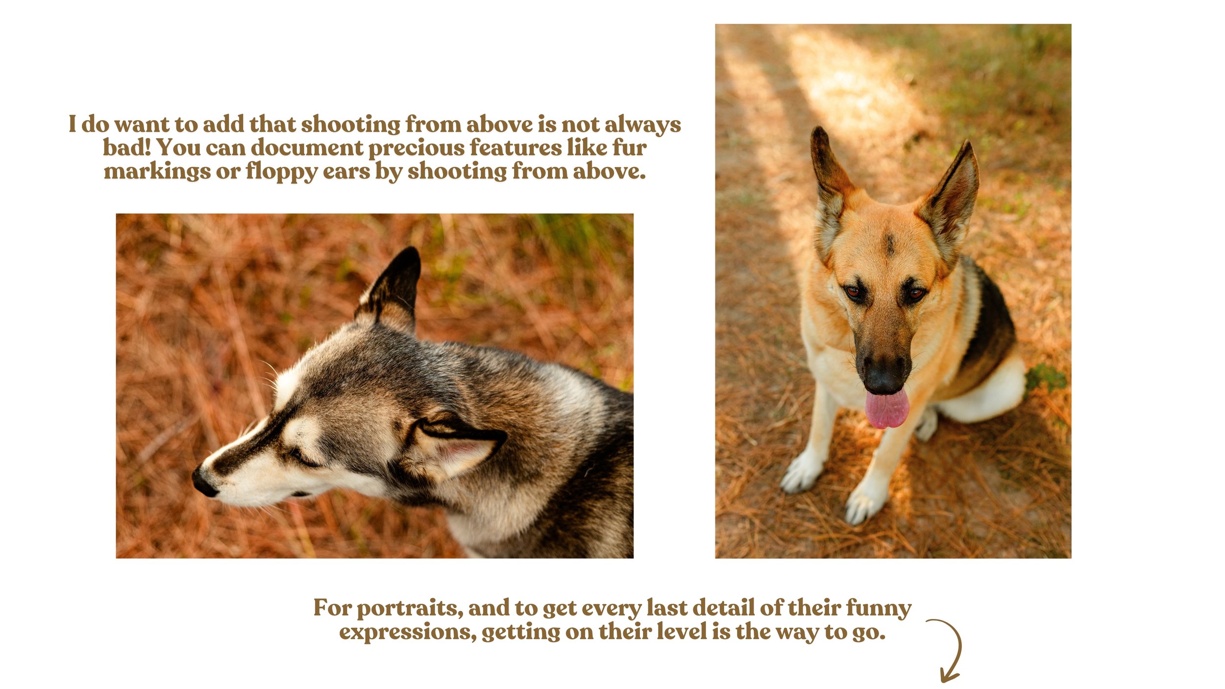 Dog Photography Tips: Capture Perfect Dog Portraits — Julia Bri Photography