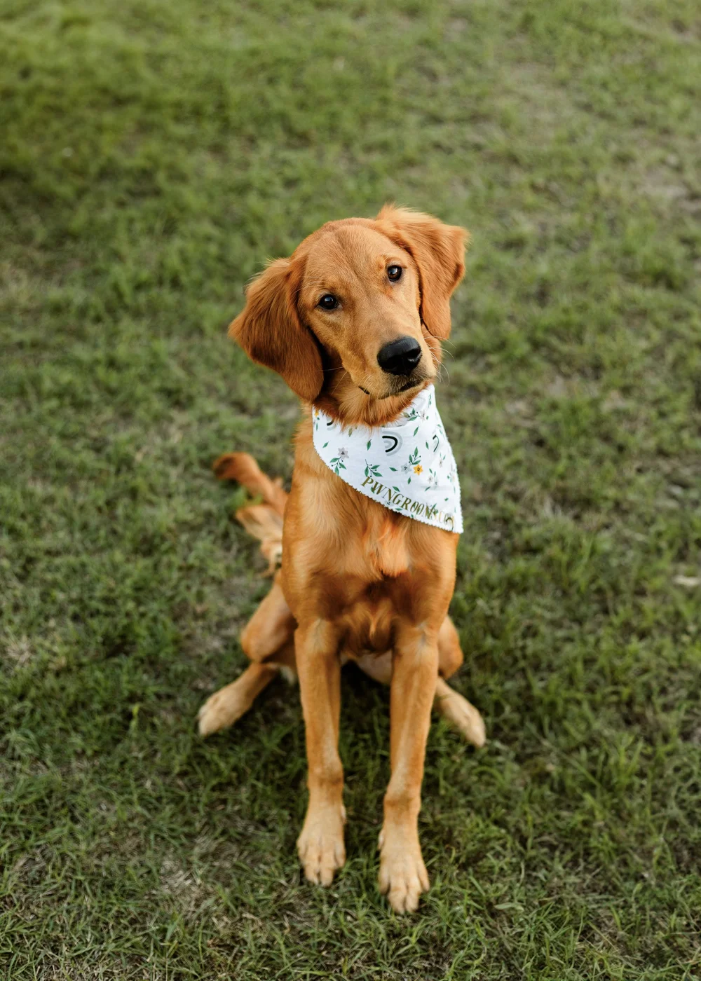 Dog Photography Tips: Capture Perfect Dog Portraits — Julia Bri Photography