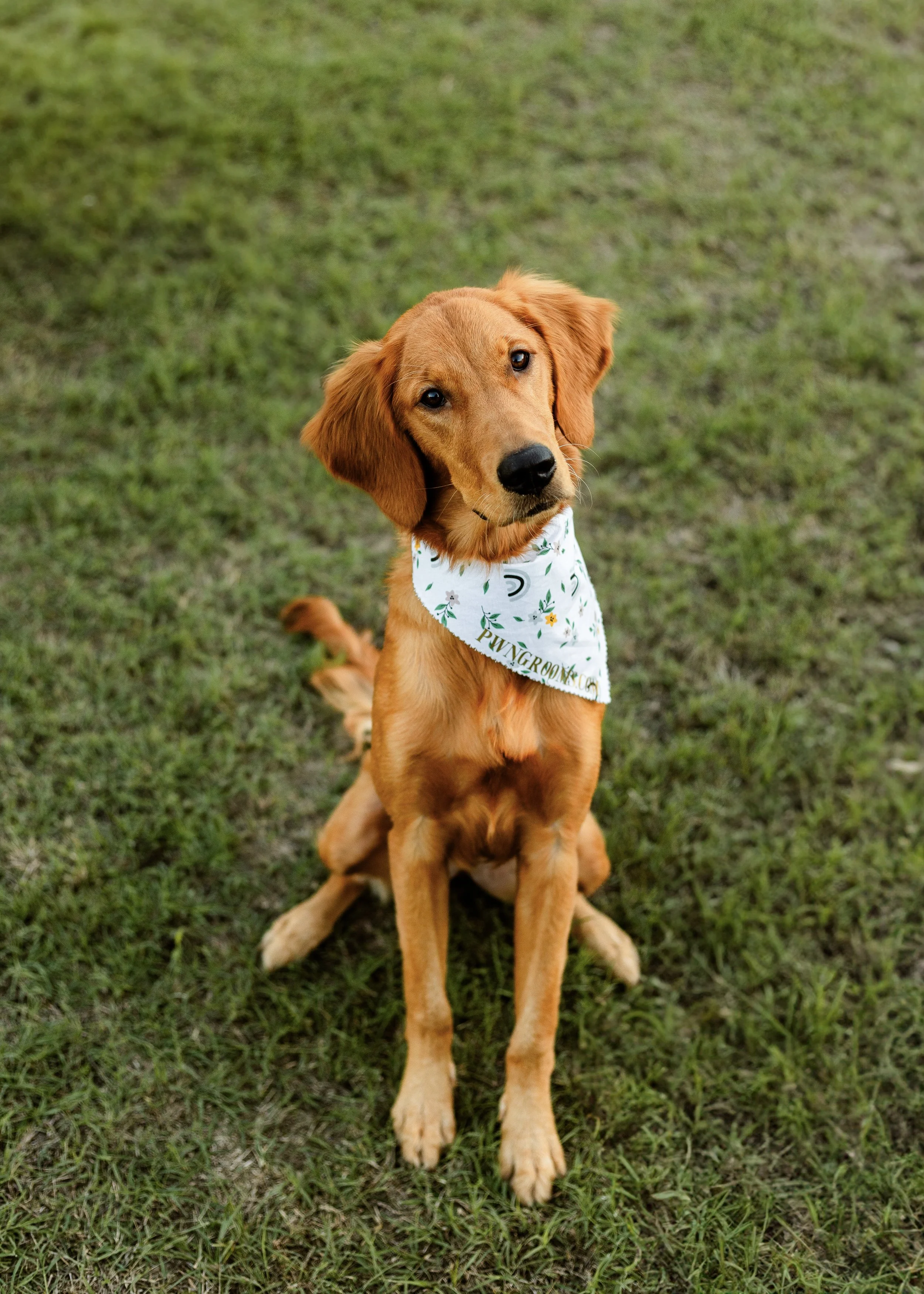 Dog Photography Tips: Capture Perfect Dog Portraits — Julia Bri Photography