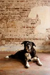 Dog Photography Tips: Capture Perfect Dog Portraits — Julia Bri Photography