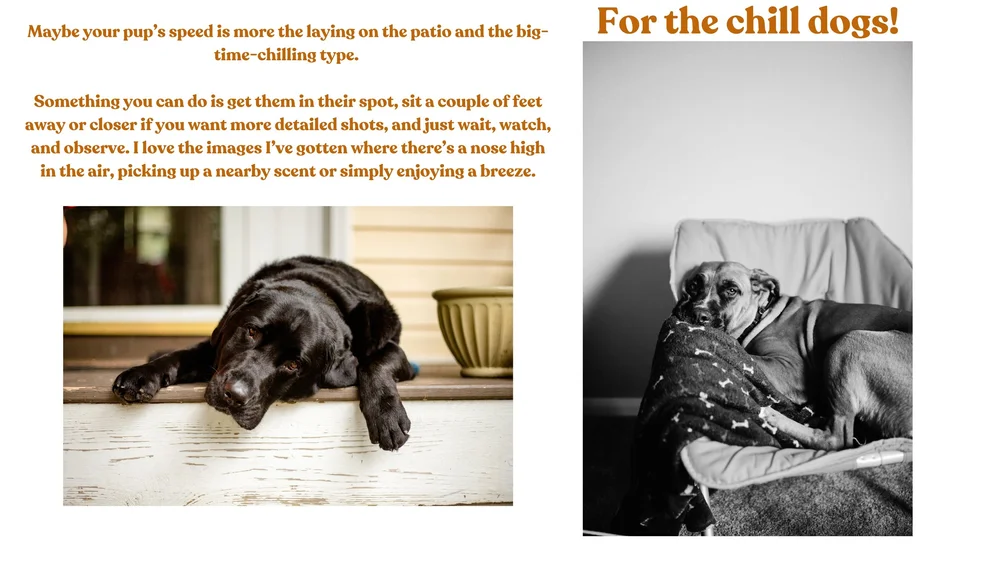 Dog Photography Tips: Capture Perfect Dog Portraits — Julia Bri Photography