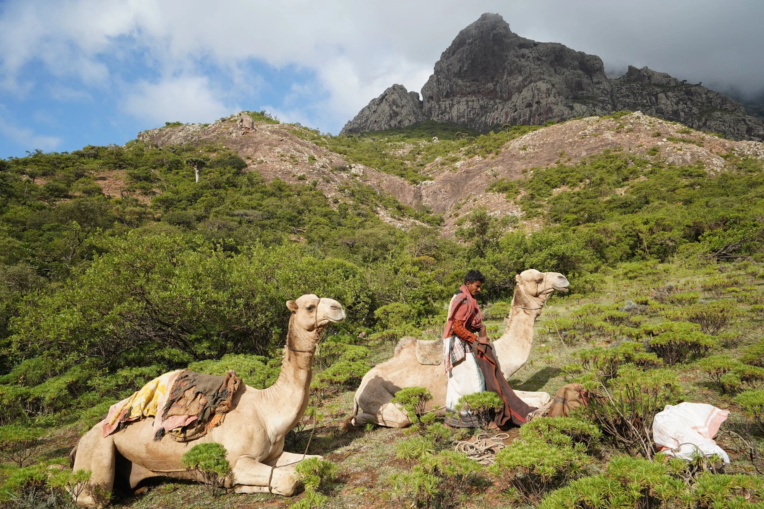 SOCOTRA: Island Highlights with Hajhir Mountains Mini Trek (8 days ...