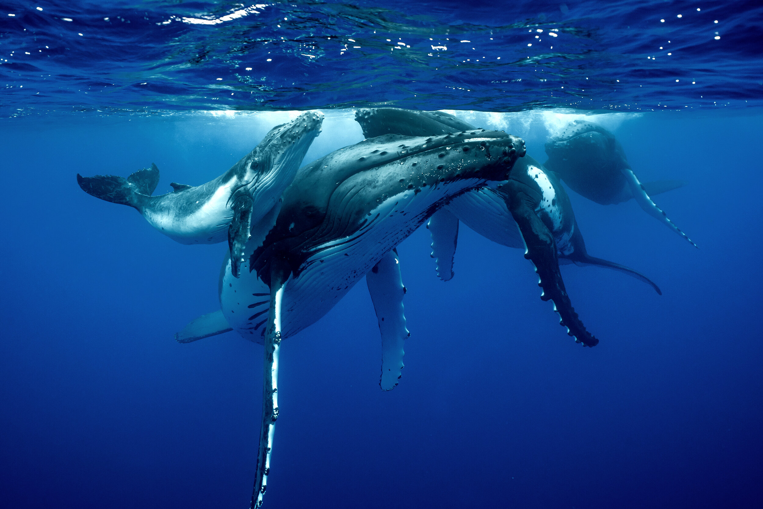 The Not So Tender World Of Whale Courtship — Inertia Network