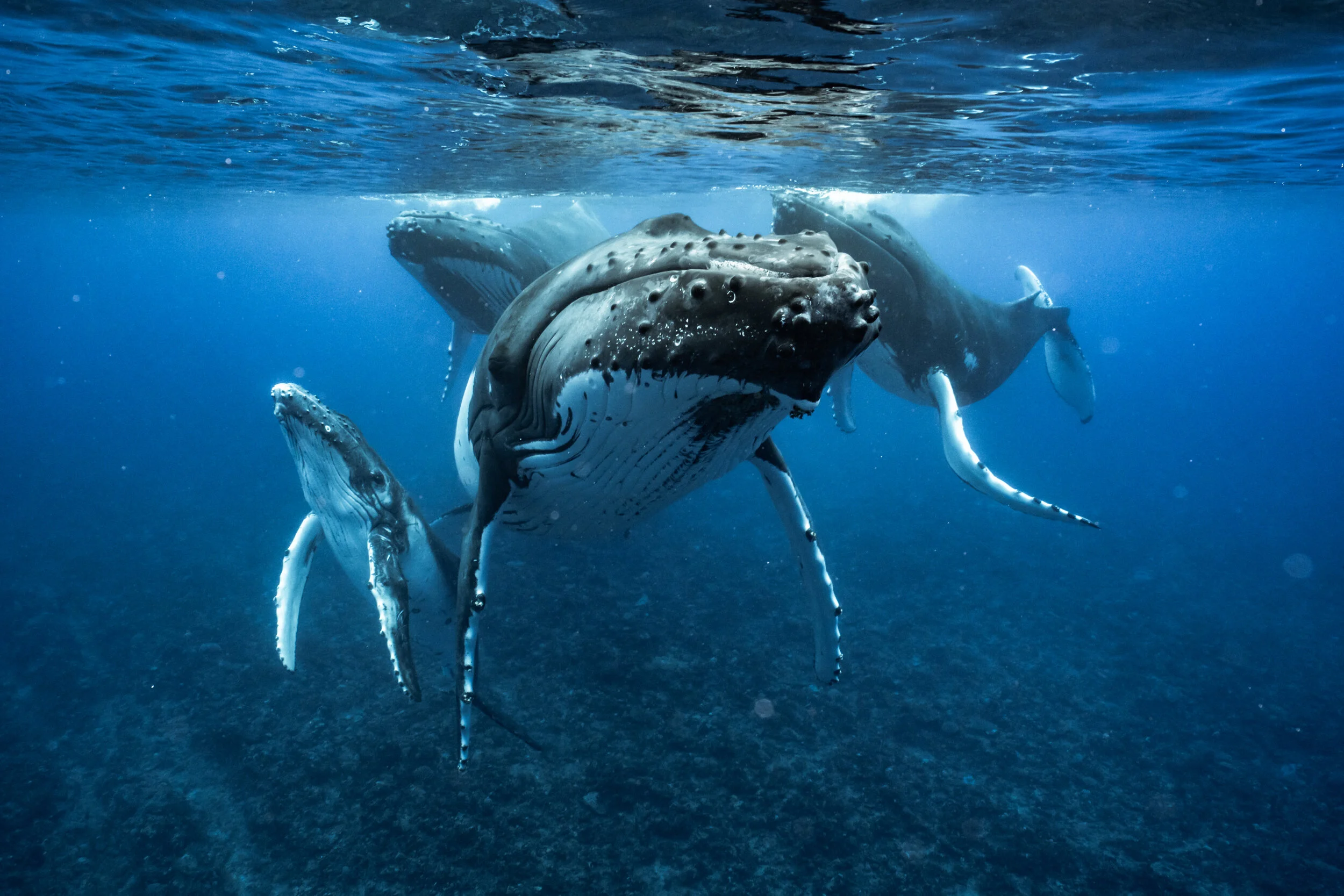 Guide — Magazine — Inertia Network