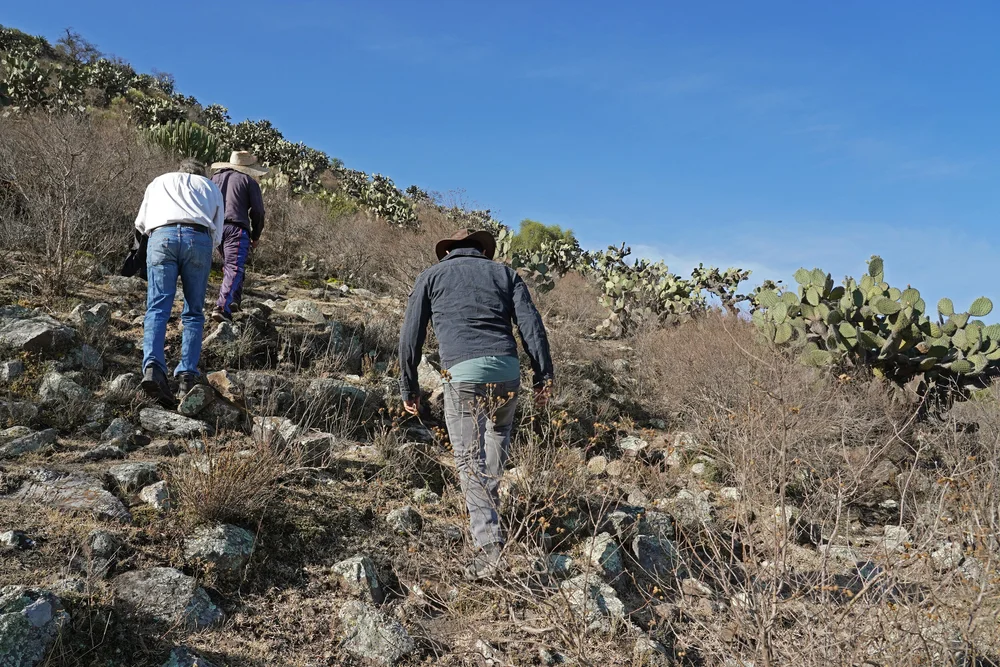 Mexican Caviar: Foraging and Eating Farty Ant Larvae — RAW in FOCUS