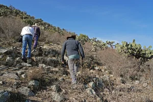 Mexican Caviar: Foraging and Eating Farty Ant Larvae — RAW in FOCUS