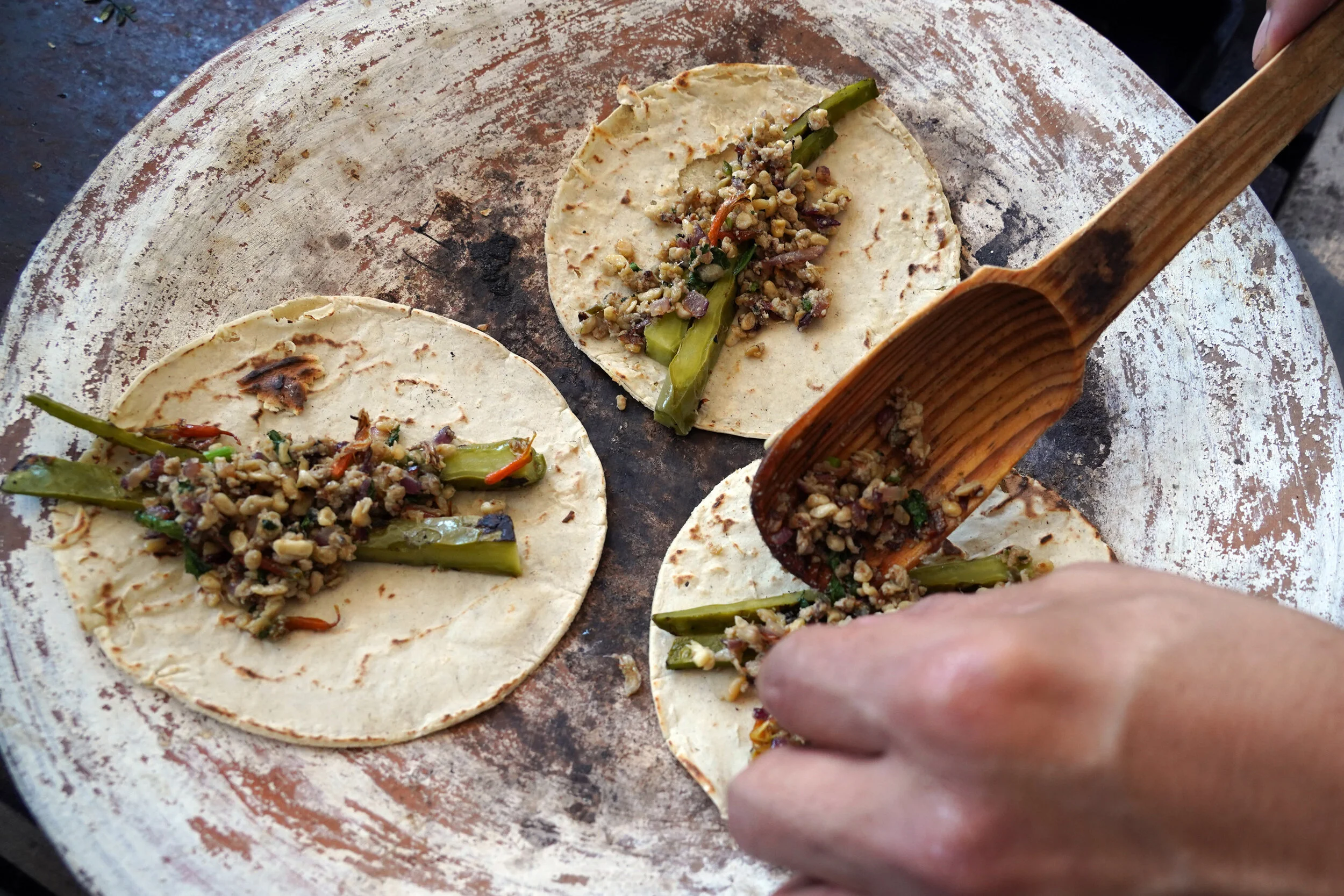 Mexican Caviar: Foraging and Eating Farty Ant Larvae — RAW in FOCUS