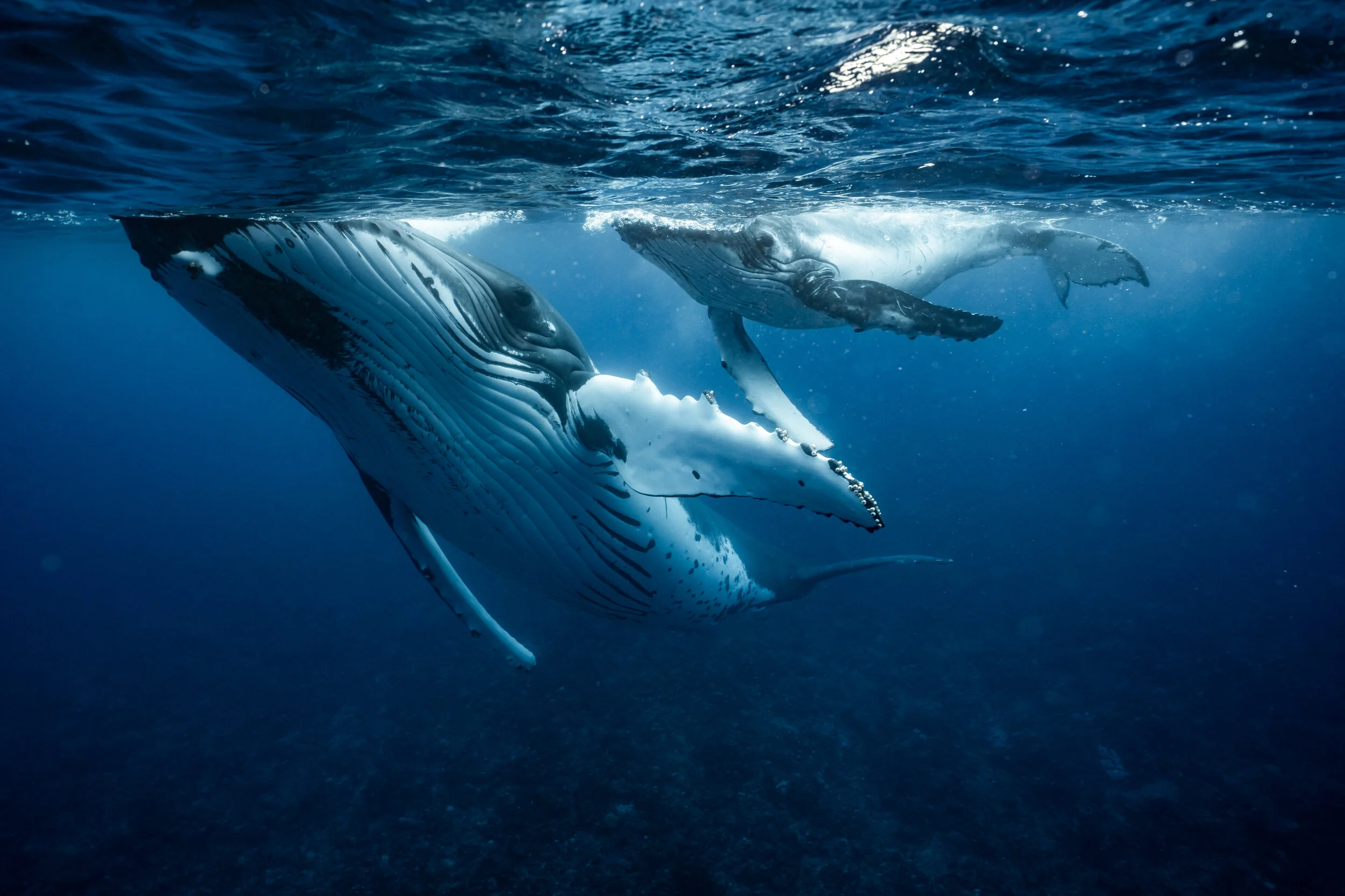 Whale Photography