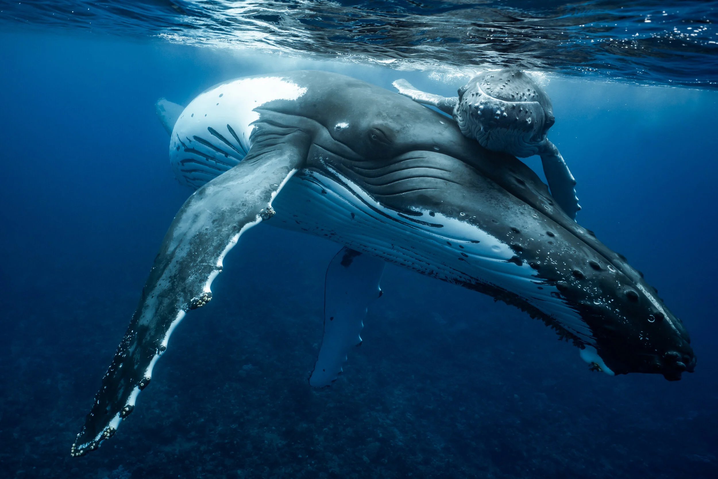 Expert Tips for Underwater Photos of Whales and Whale Sharks — Inertia ...