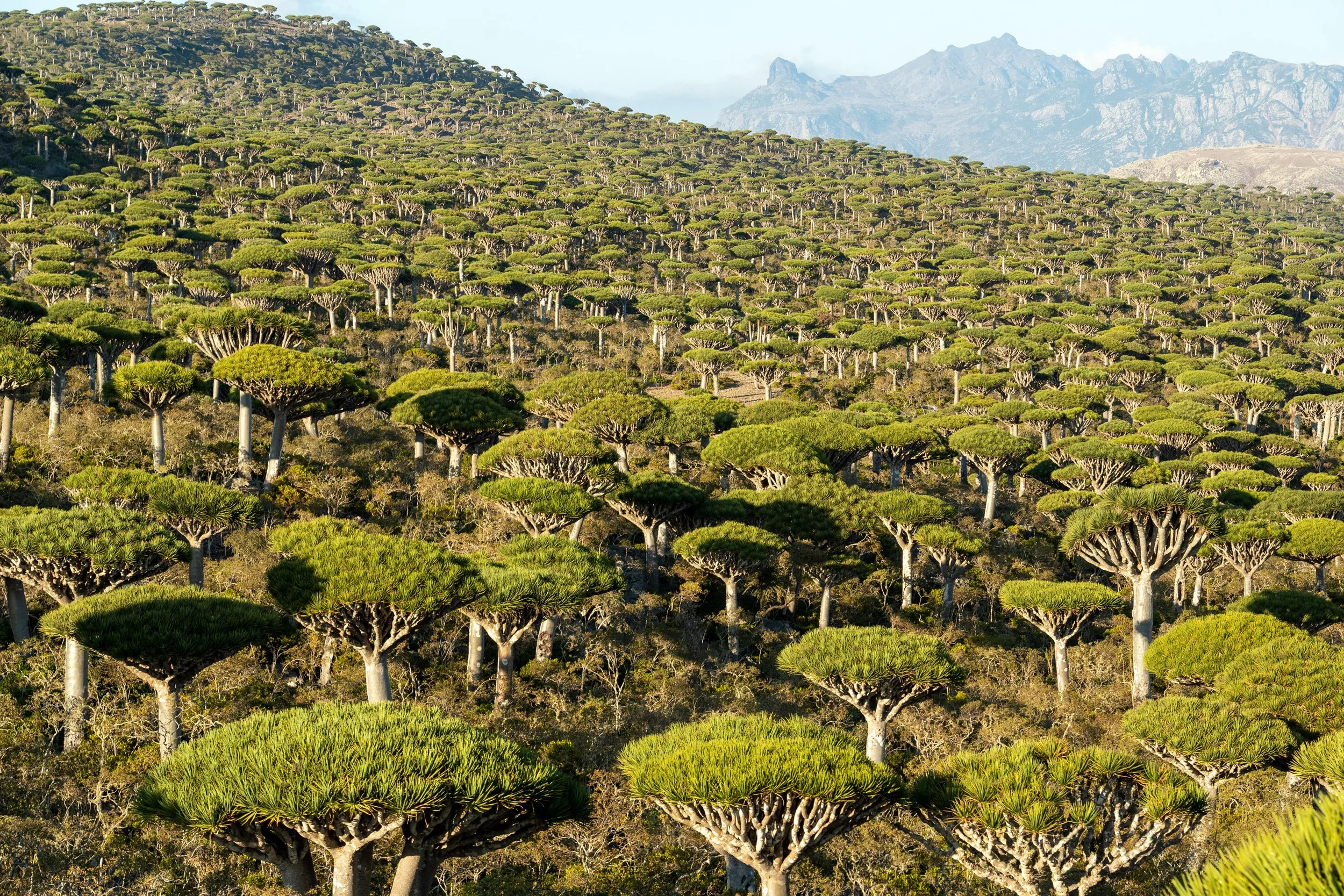 Socotra — Inertia Network