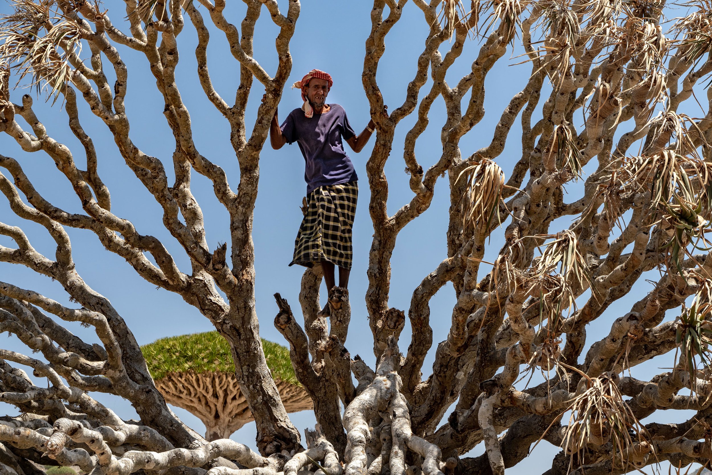 SOCOTRA: Biodiversity Highlights Camping Trip (8 days) — RAW in FOCUS