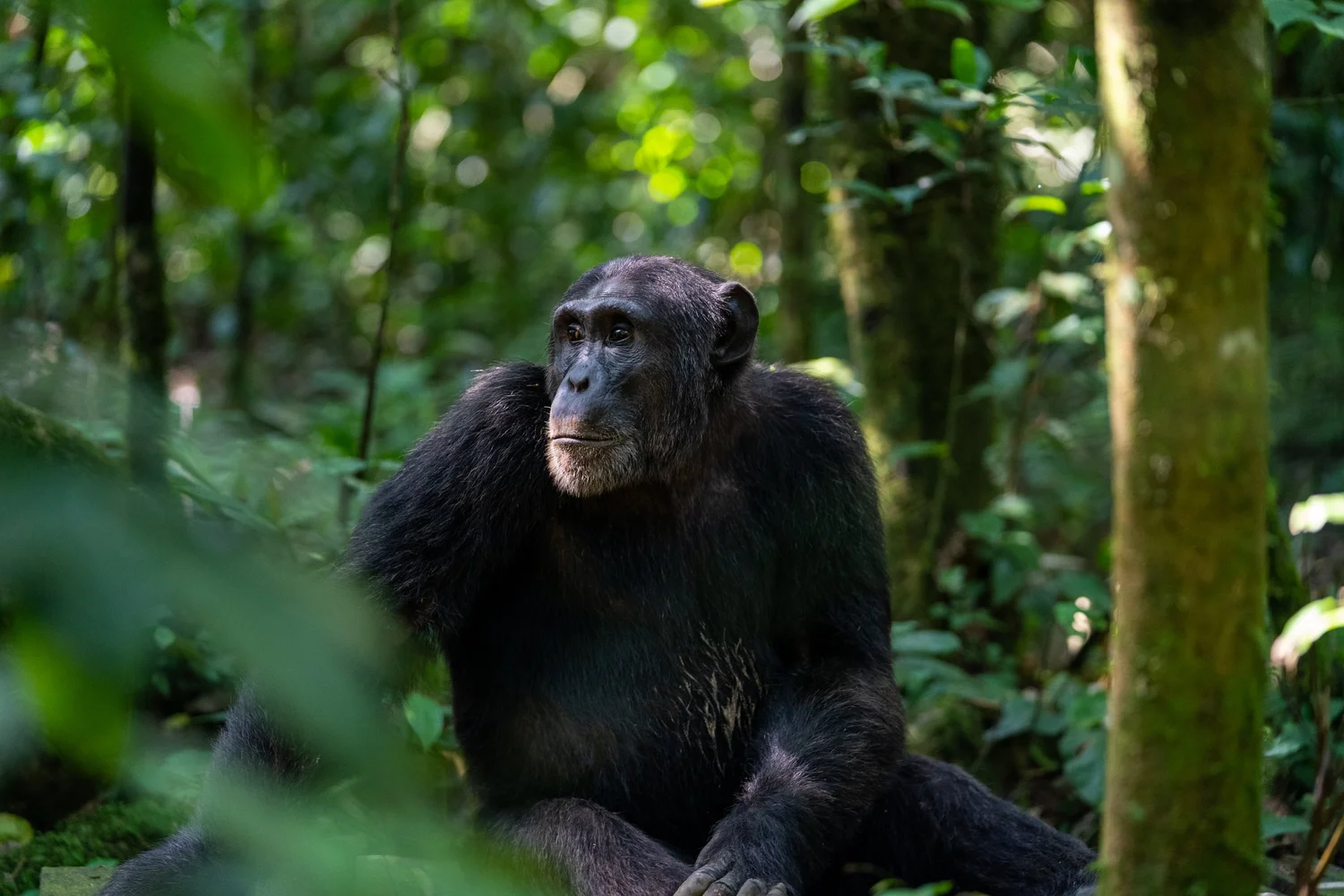 UGANDA: Gorilla and Chimpanzee Trekking + Savanna Safari and Tribal ...