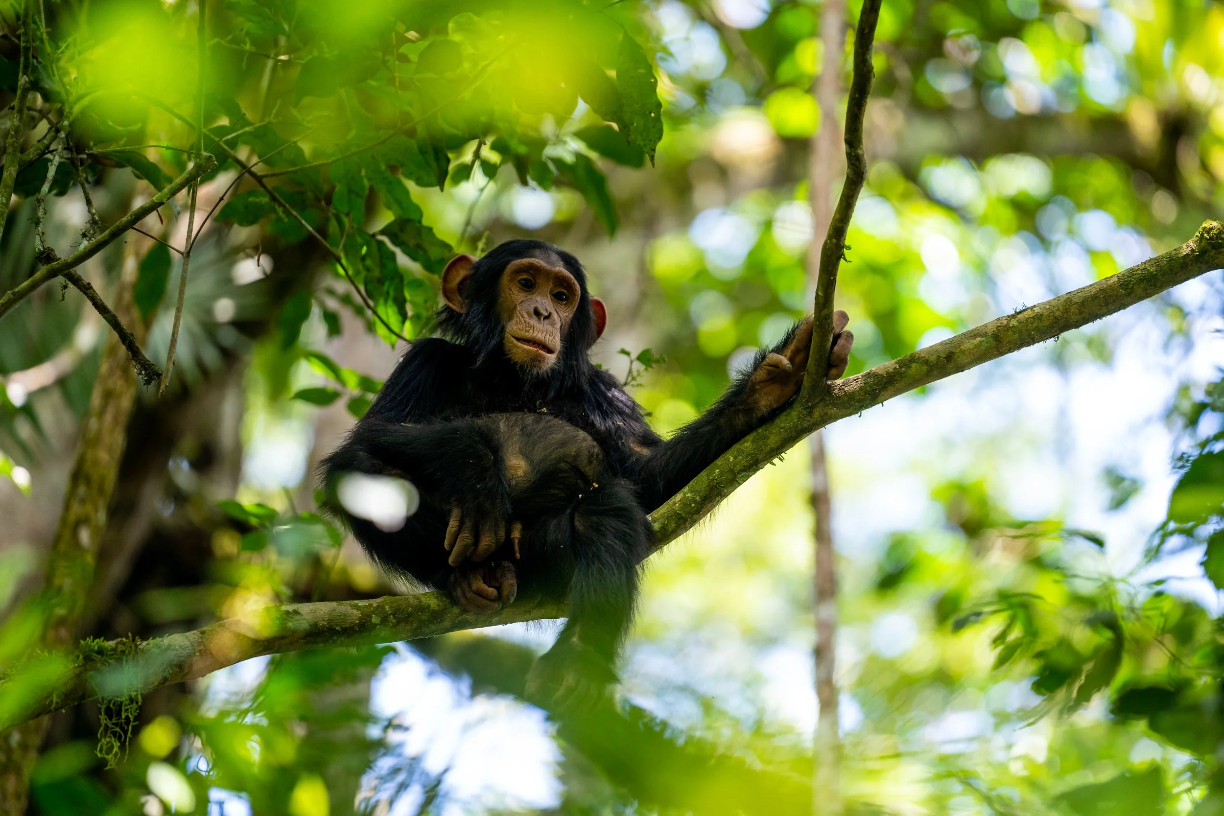 UGANDA: Great Apes Trekking: Mountain Gorillas and Chimpanzees (9 days ...