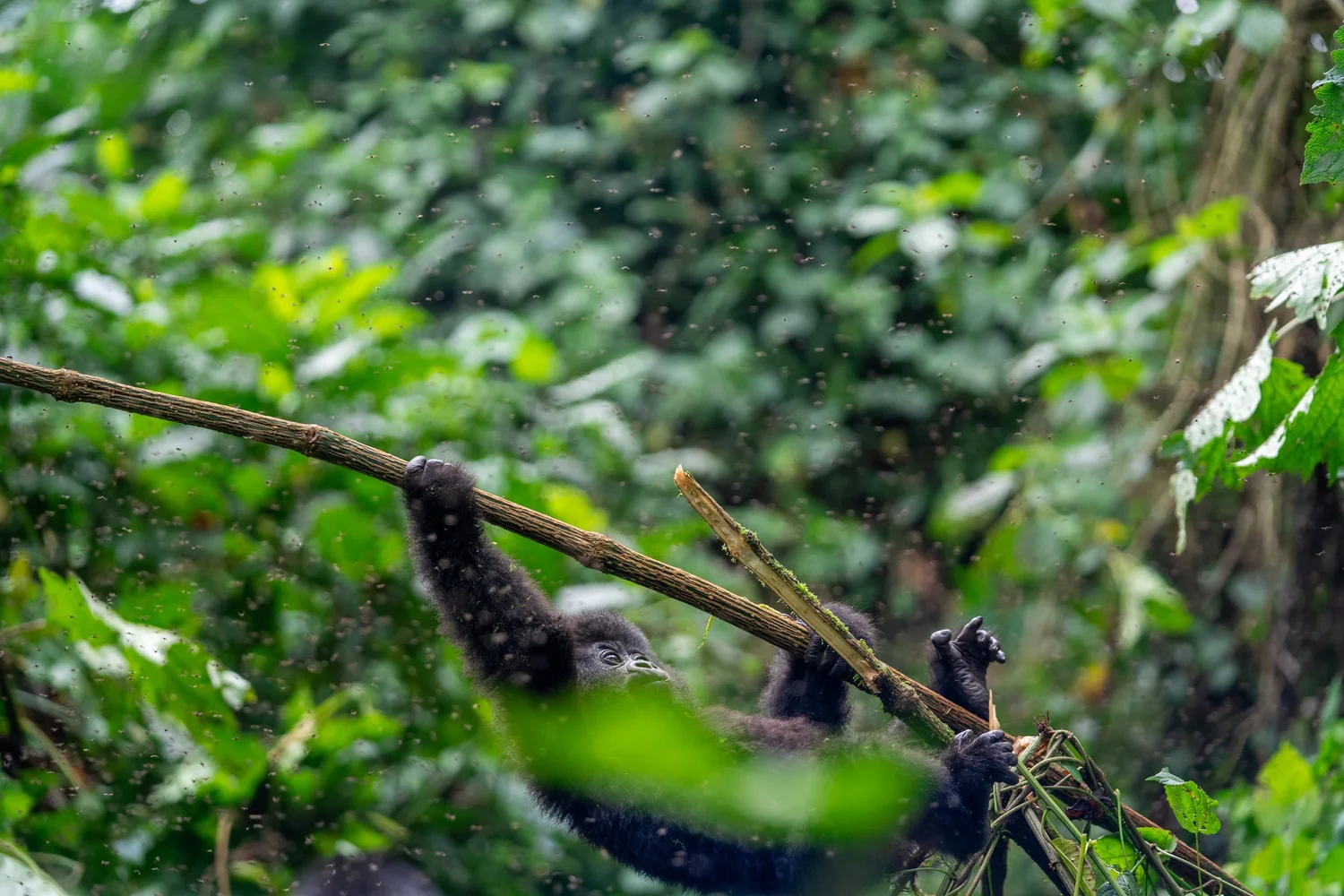 UGANDA: Great Apes Trekking: Mountain Gorillas and Chimpanzees (9 days ...