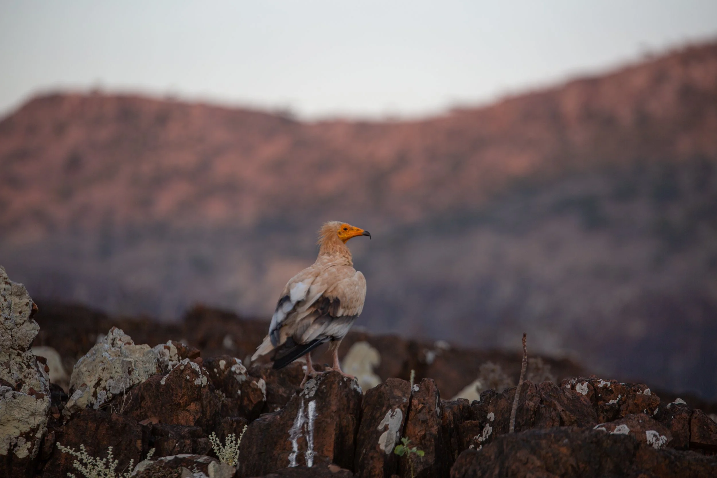 Travel to Socotra (2024): All You Need to Know — RAW in FOCUS