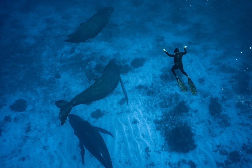 French Polynesia Opening Borders - Just in Time for Whale Swimming ...