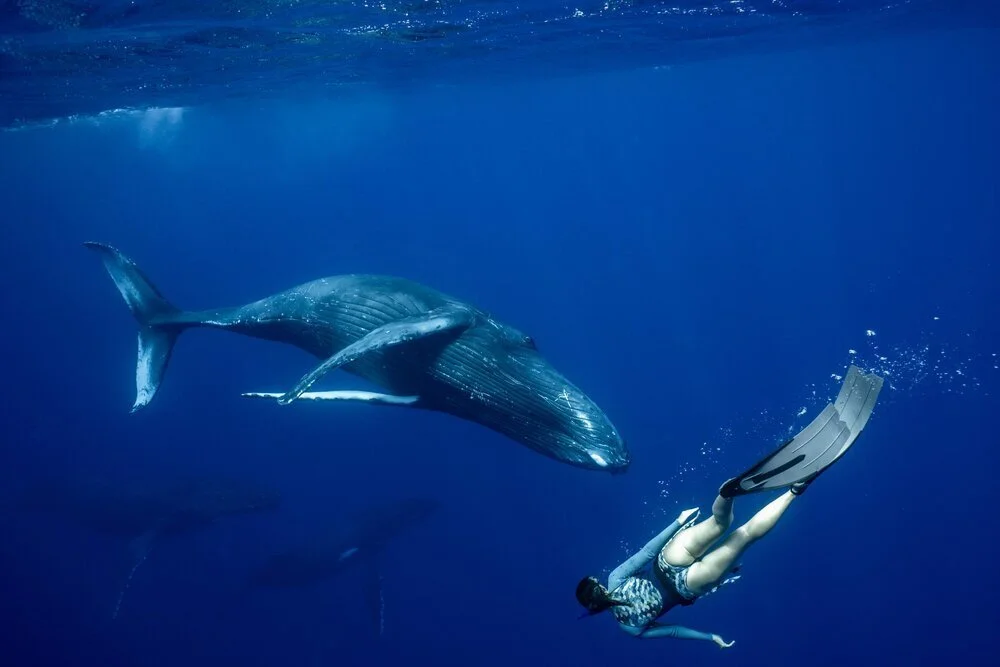 French Polynesia Opening Borders - Just in Time for Whale Swimming ...