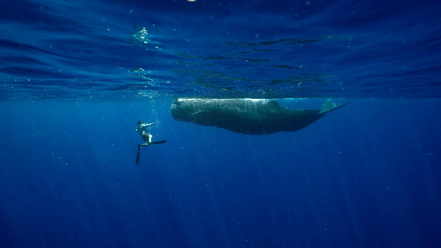 Prehistoric Sperm Whales