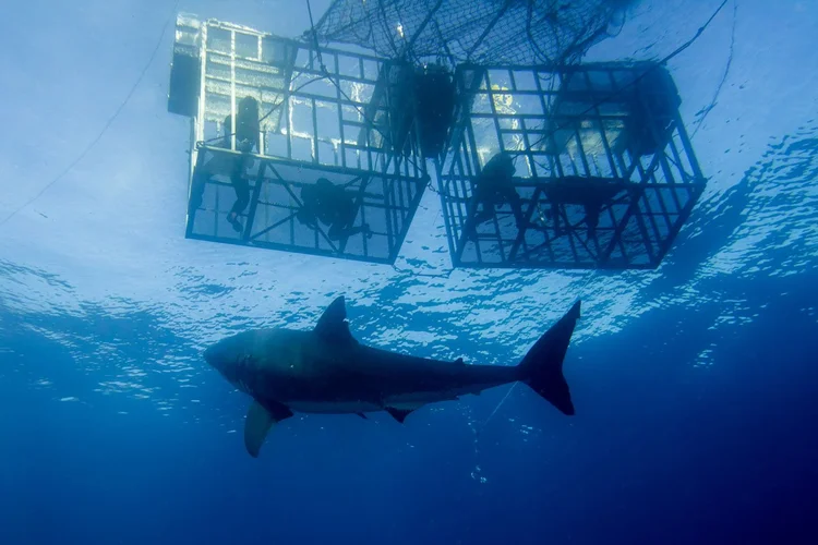 Shark Cage Diving in 2024: All You Need to Know — RAW in FOCUS