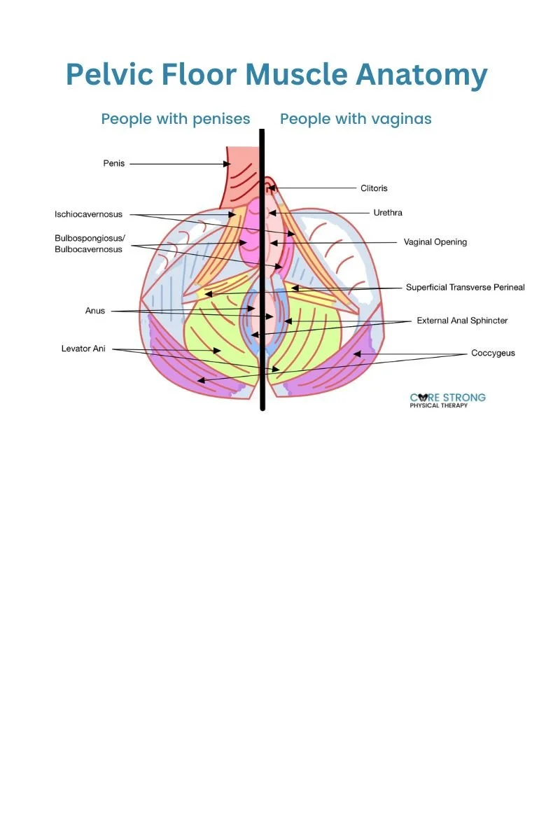 Everything You Need to Know About the Pelvic Floor — Core Strong ...
