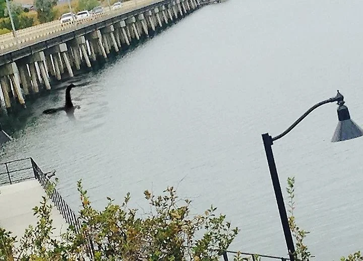 Flathead Lake Monster — Flathead Lakers