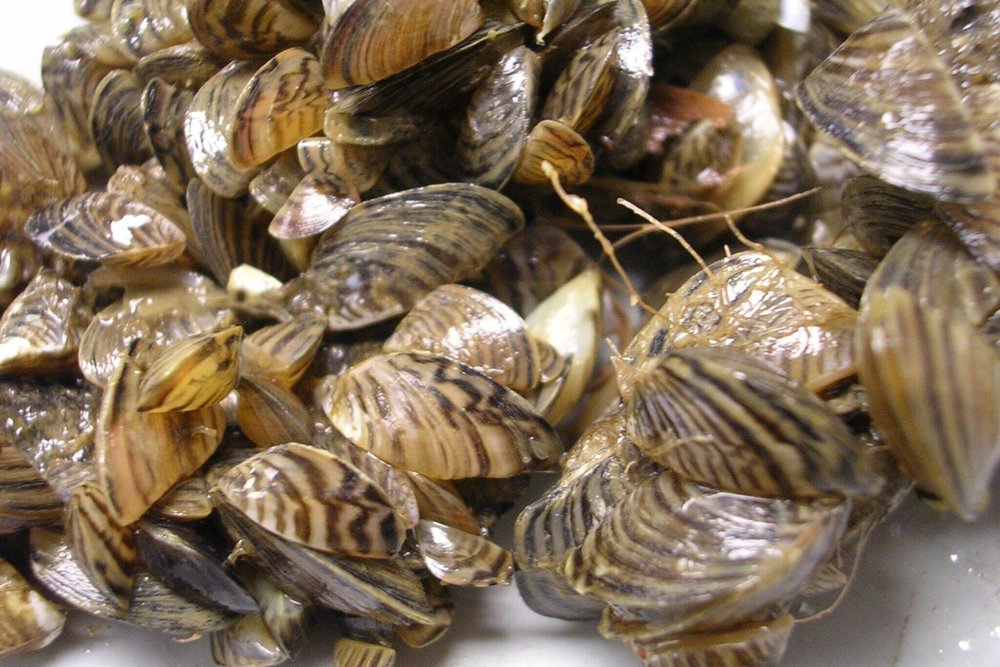 Aquatic invasive species — Flathead Lakers