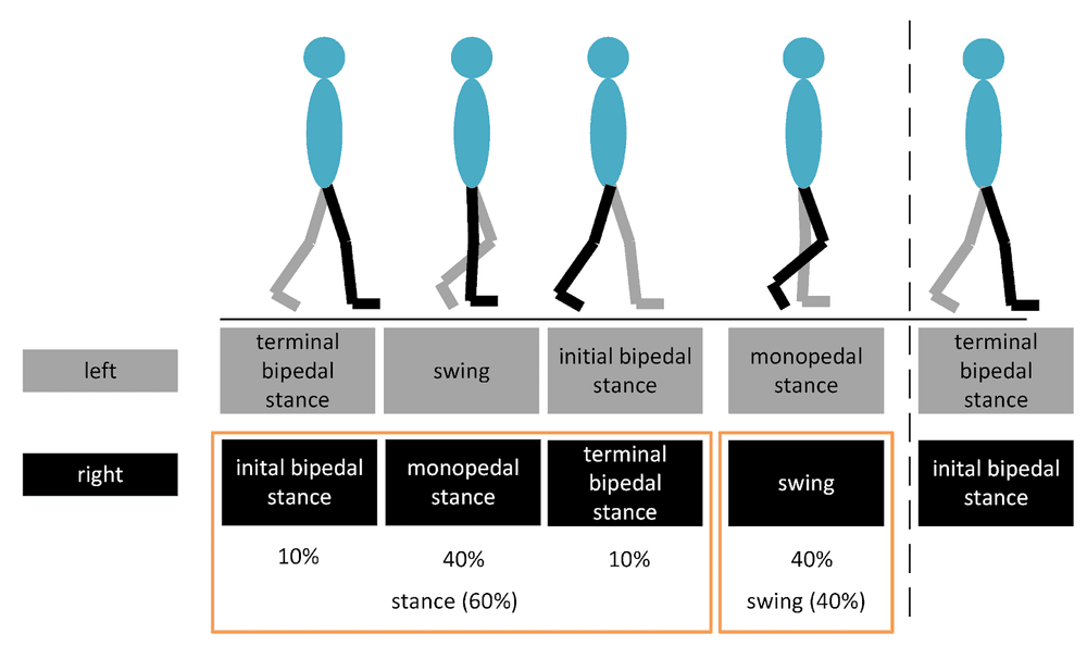 Role of Muscle Alignment Blog | Weston, FL | Realign by Randee
