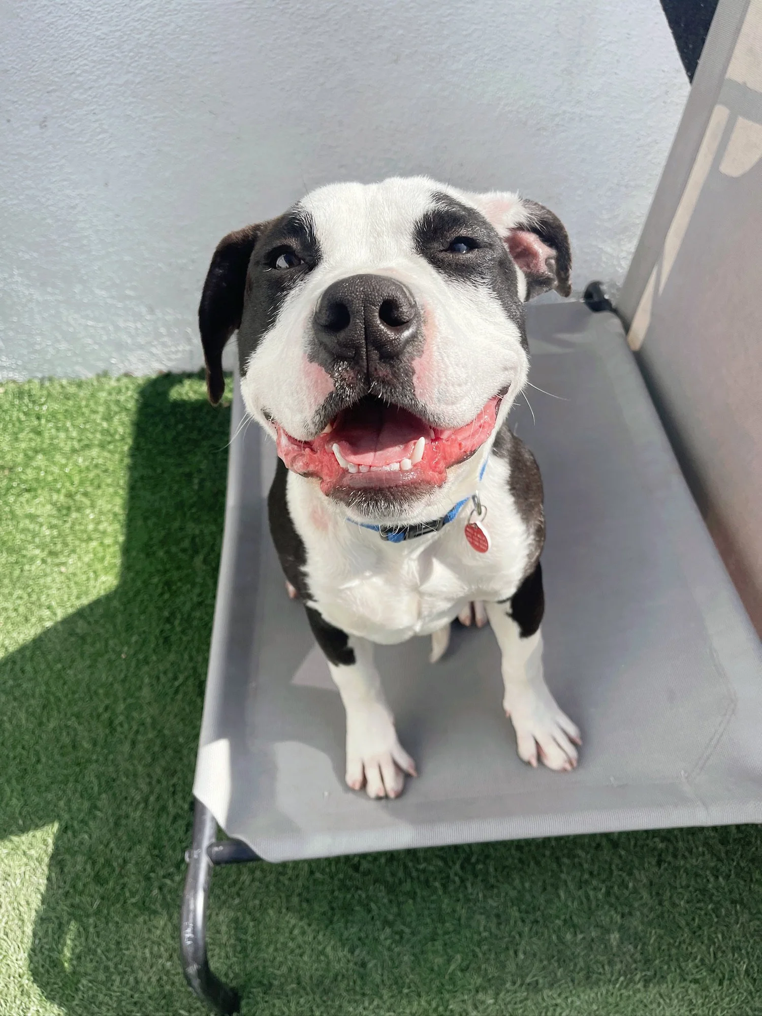 Adoptable Dogs Los Angeles — Wags and Walks