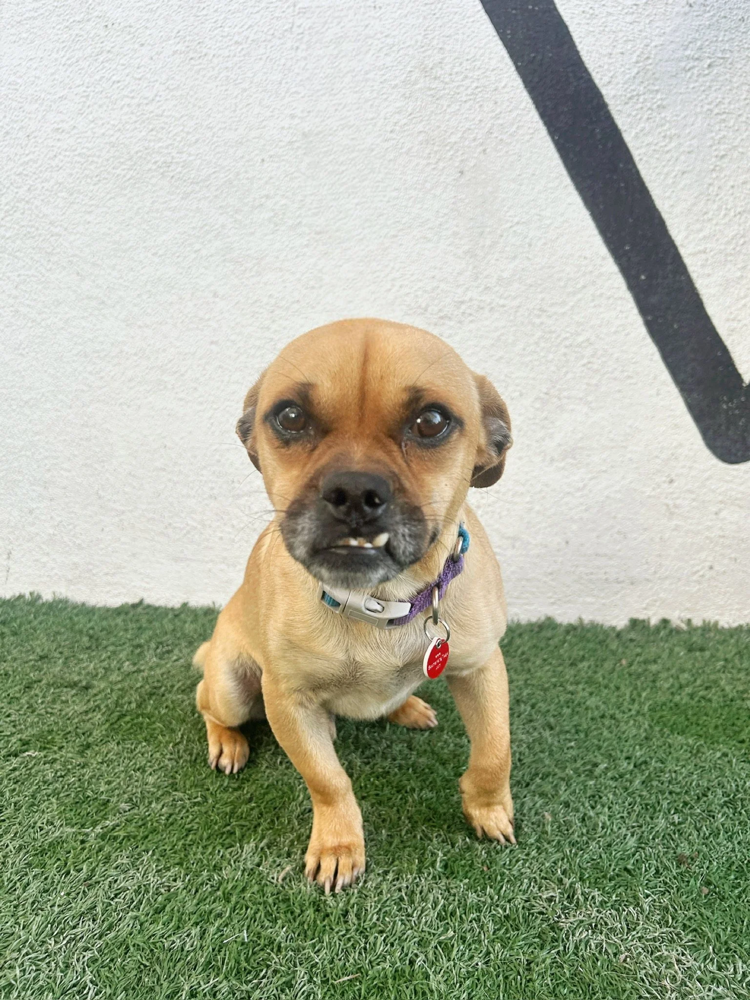 Adopt - LA — Wags and Walks