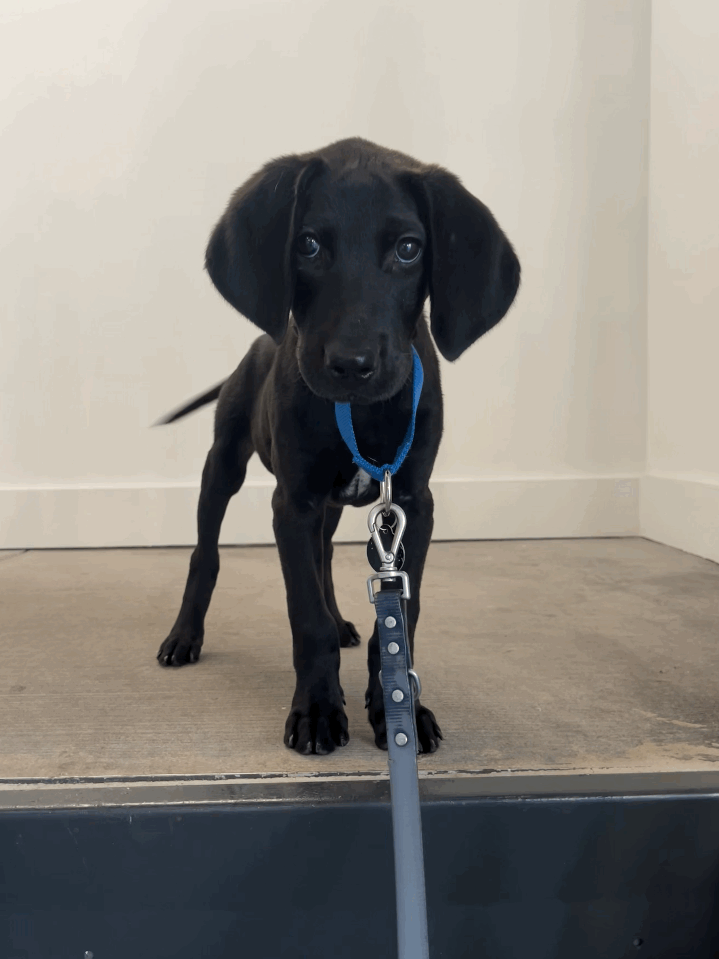 Sweet Pea — Wags and Walks