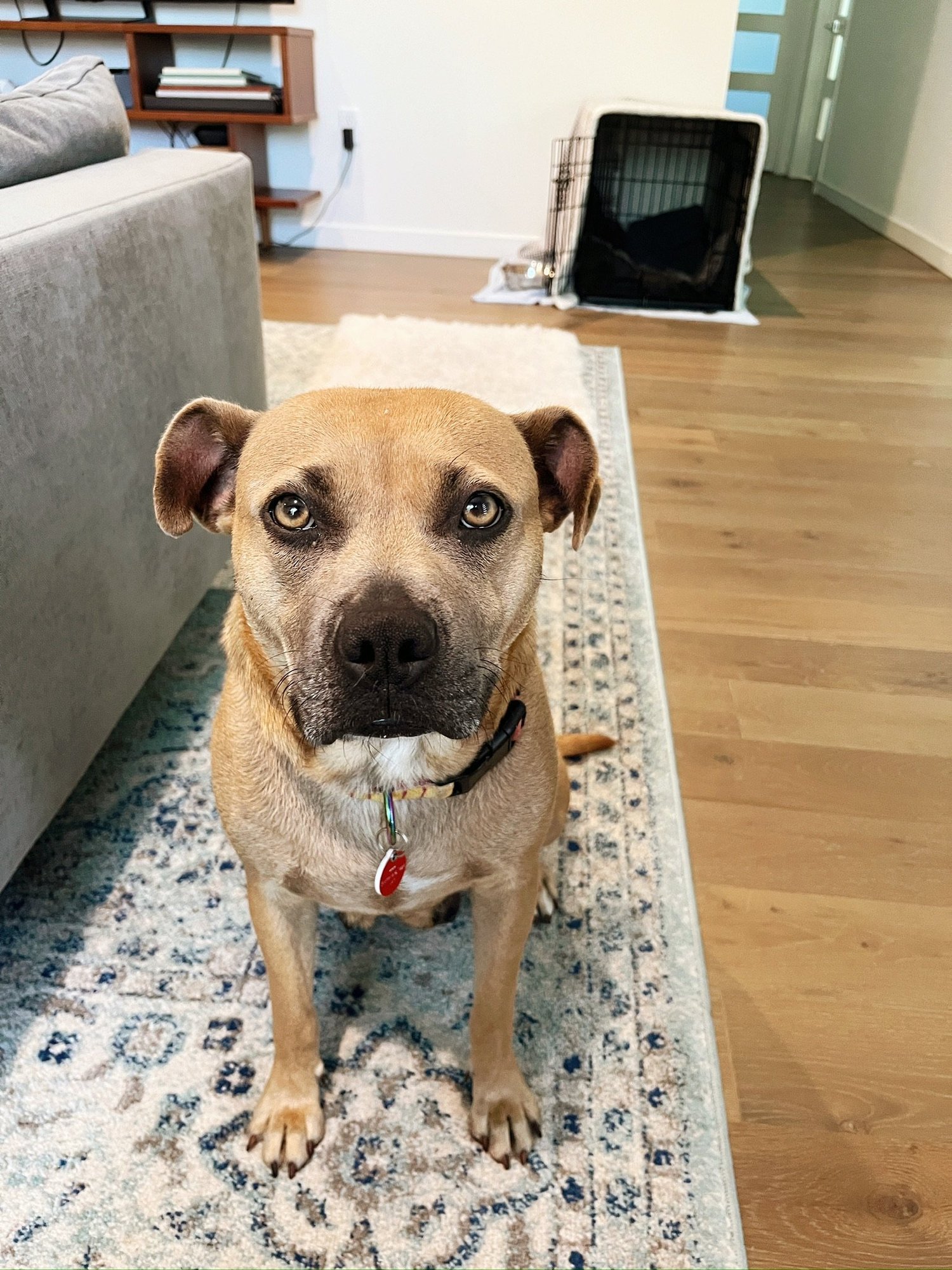 Adoptable Dogs Los Angeles — Wags and Walks