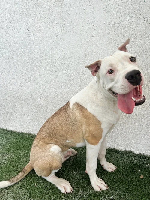 Available Dogs Los Angeles — Wags and Walks