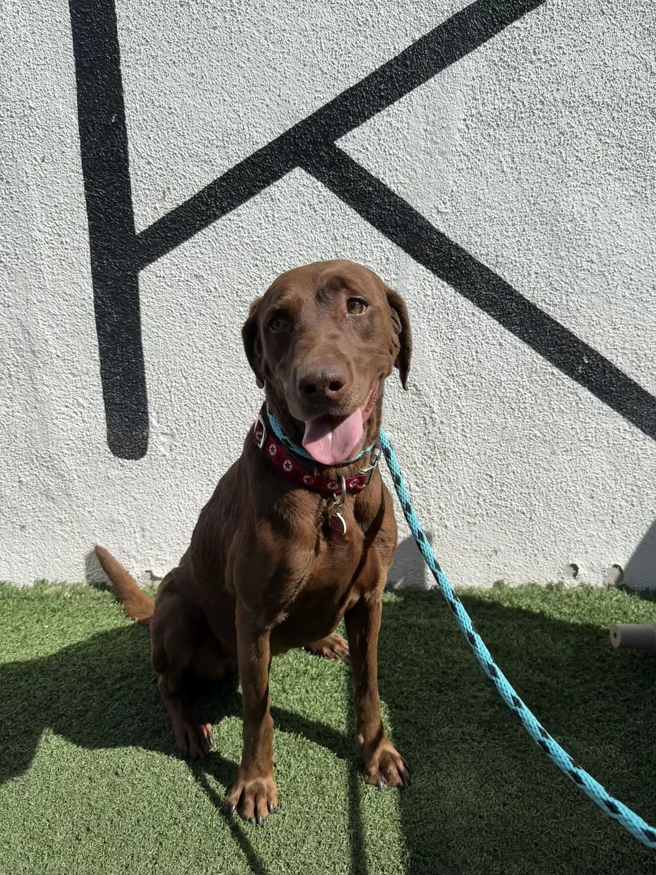 Adoptable Dogs Los Angeles — Wags and Walks