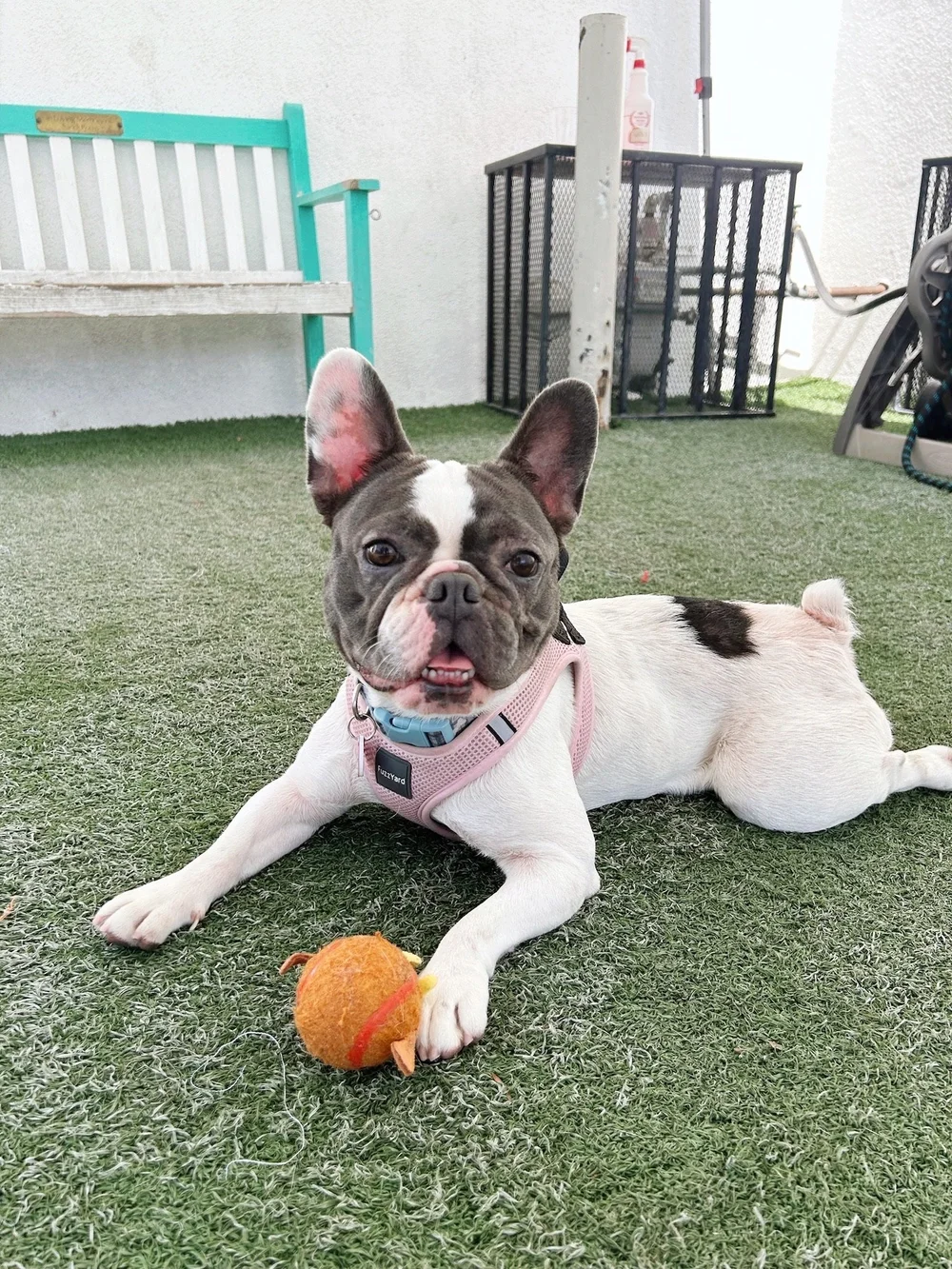 Available Dogs Los Angeles — Wags and Walks