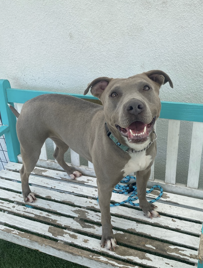 Adoptable Dogs Los Angeles — Wags and Walks