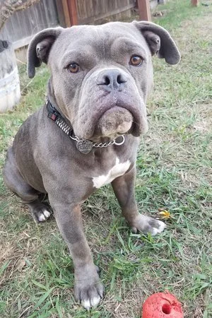 Adopt - LA — Wags and Walks