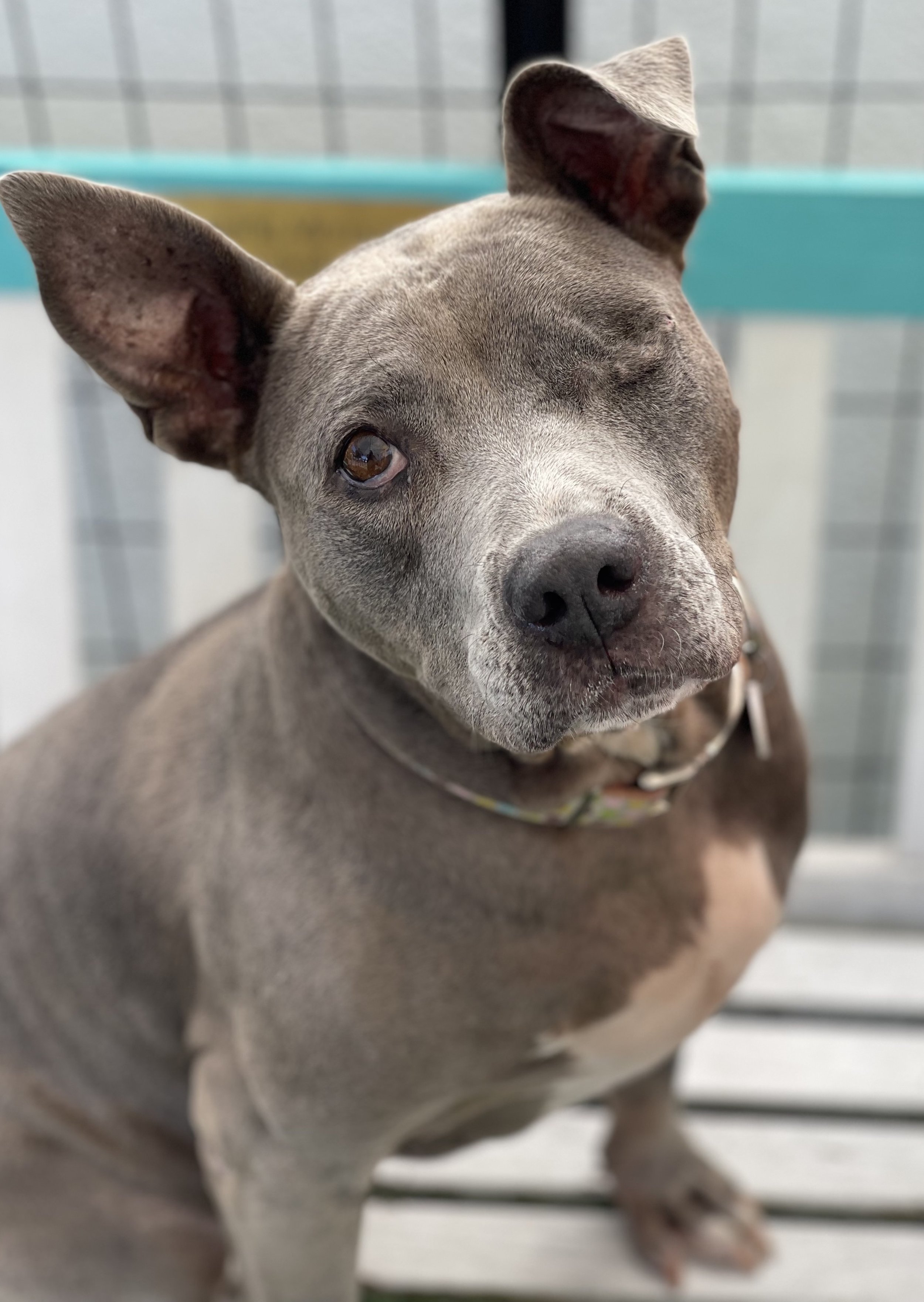 Adopt - LA — Wags and Walks