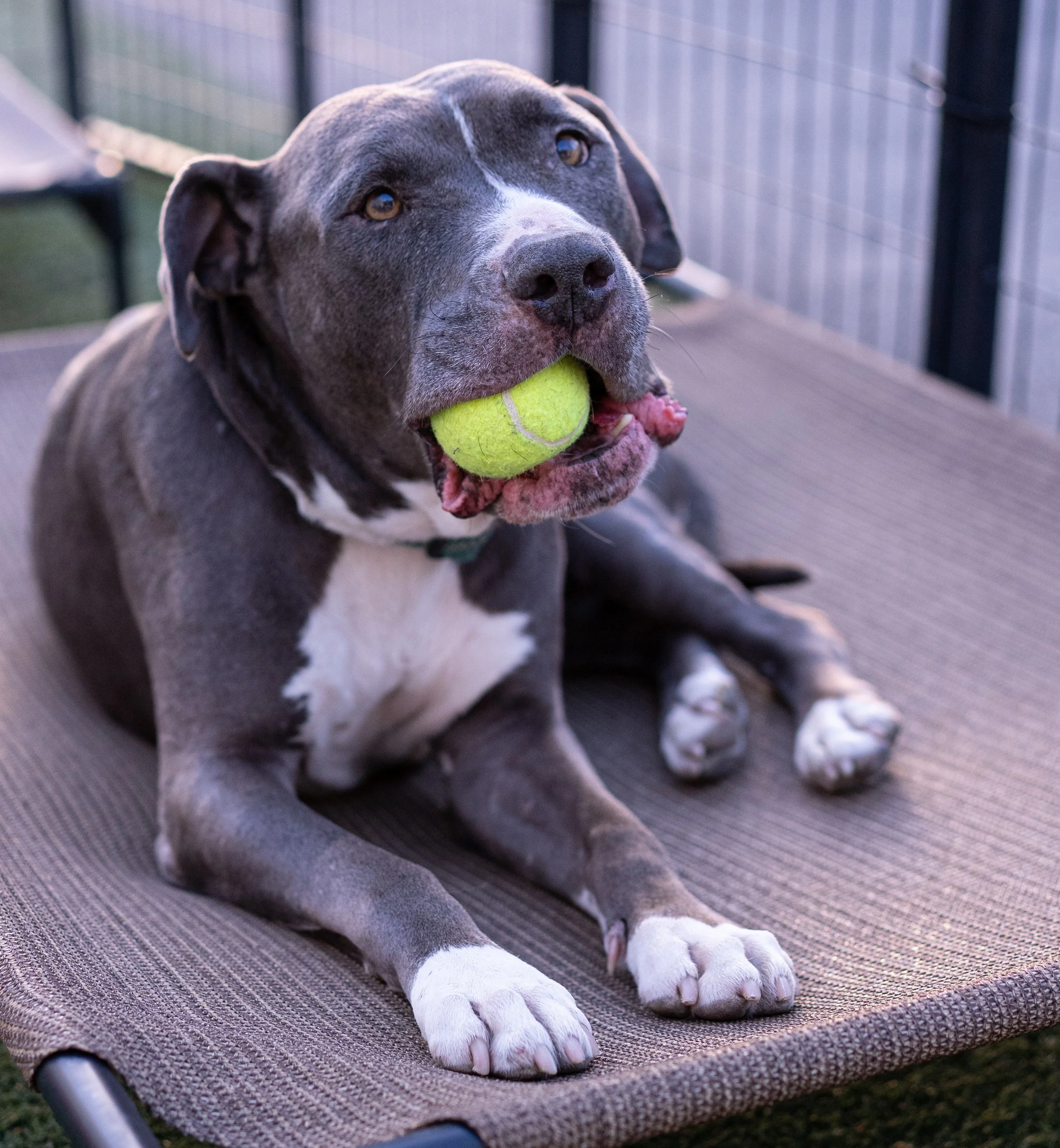 Adopt - LA — Wags and Walks