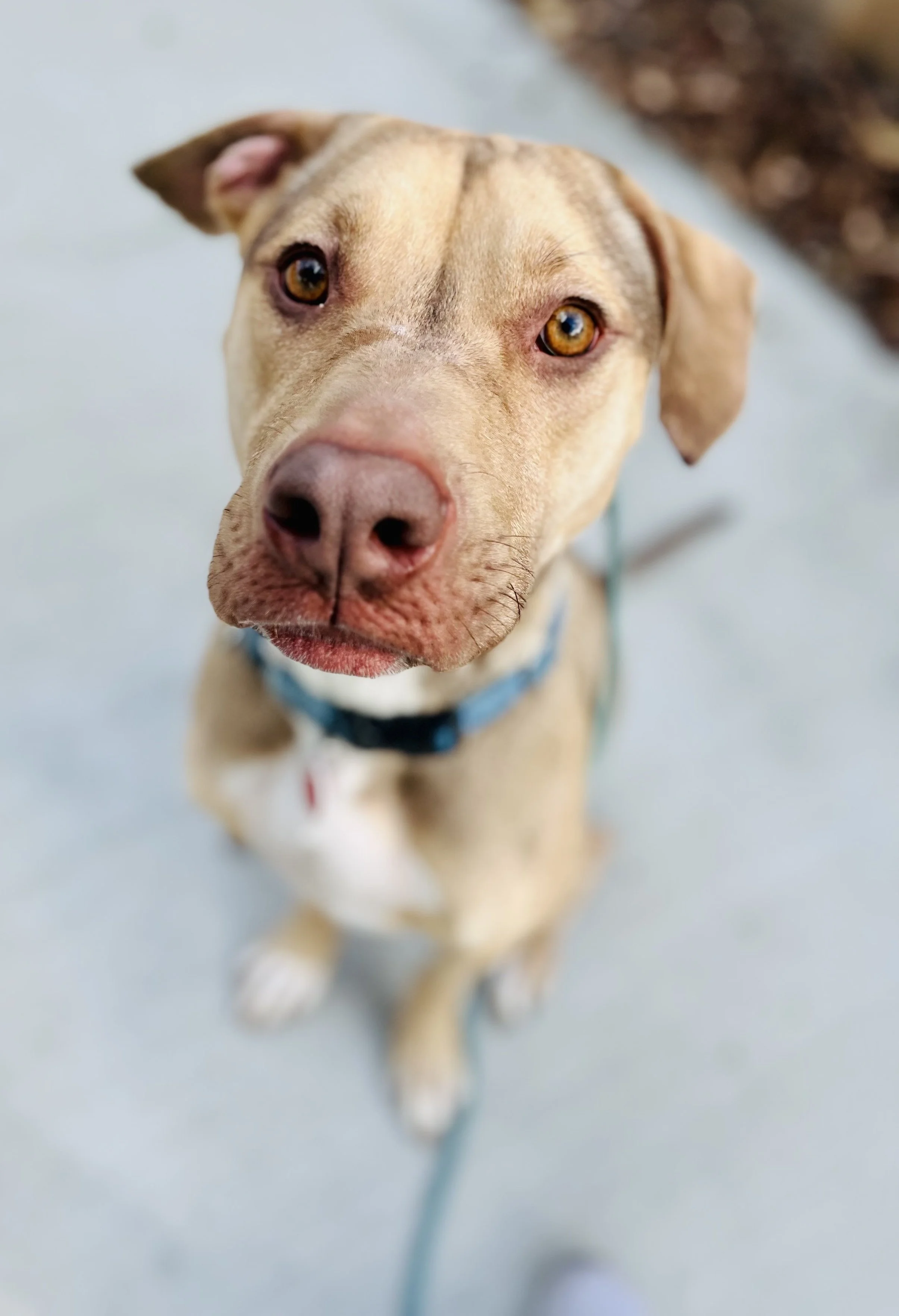 Adopt - LA — Wags and Walks