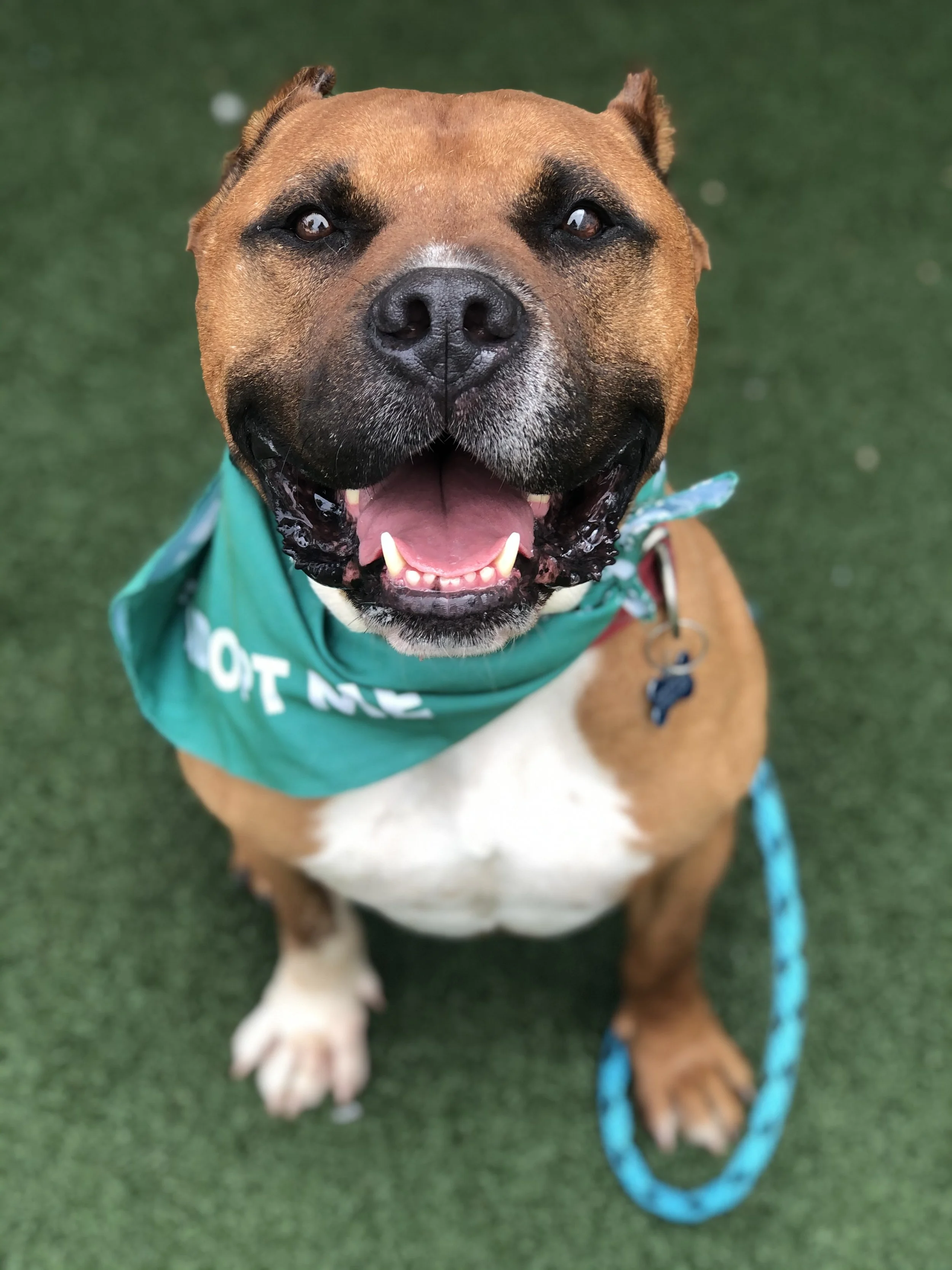 Adopt - LA — Wags and Walks