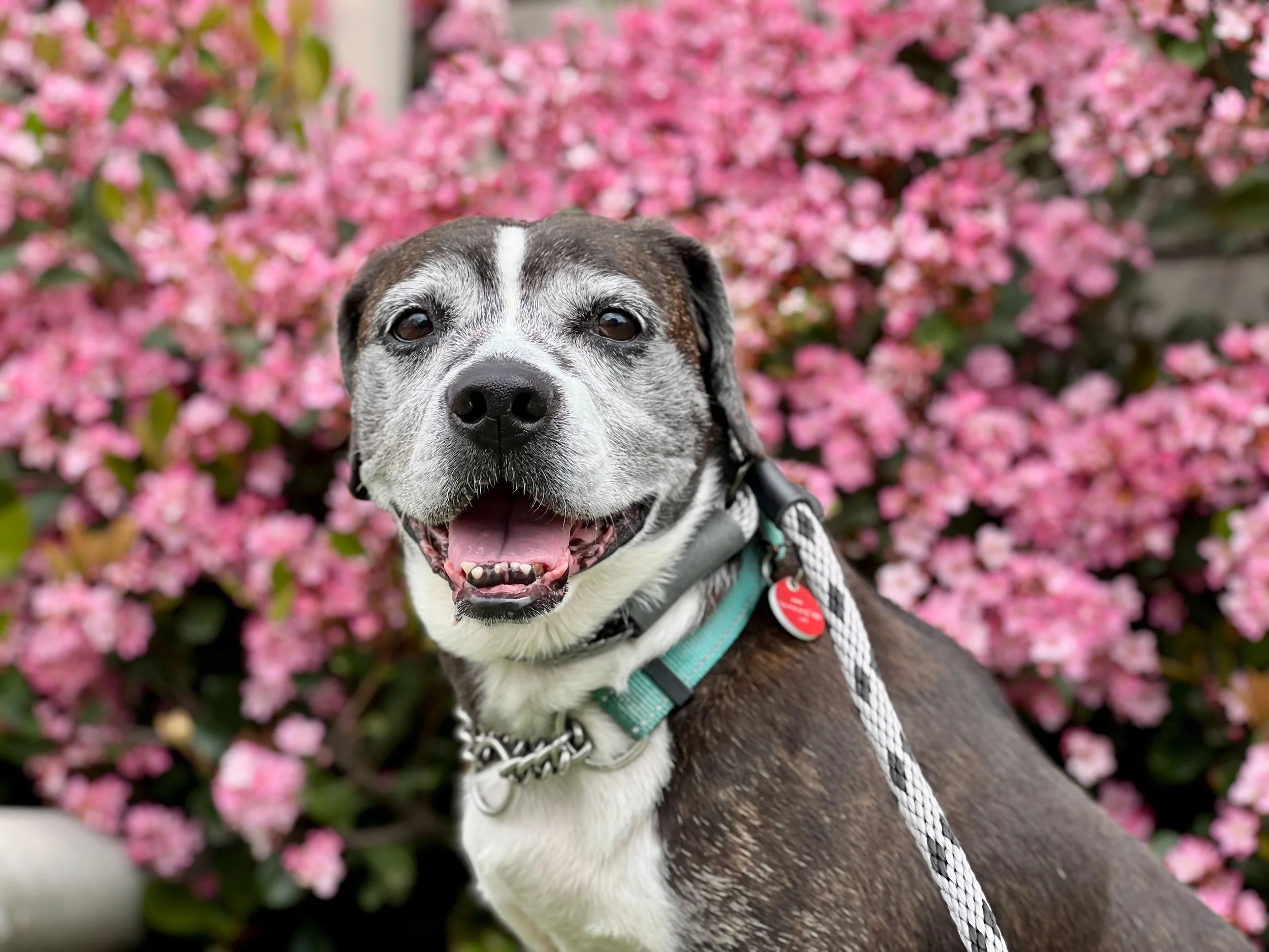 Adopt - LA — Wags and Walks