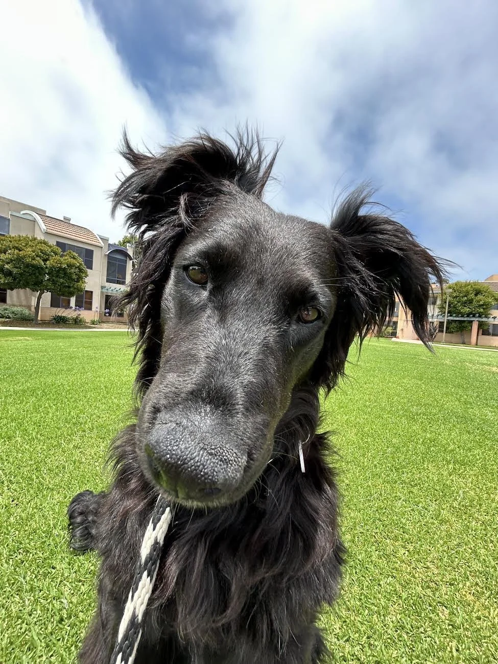 Adopt - LA — Wags and Walks