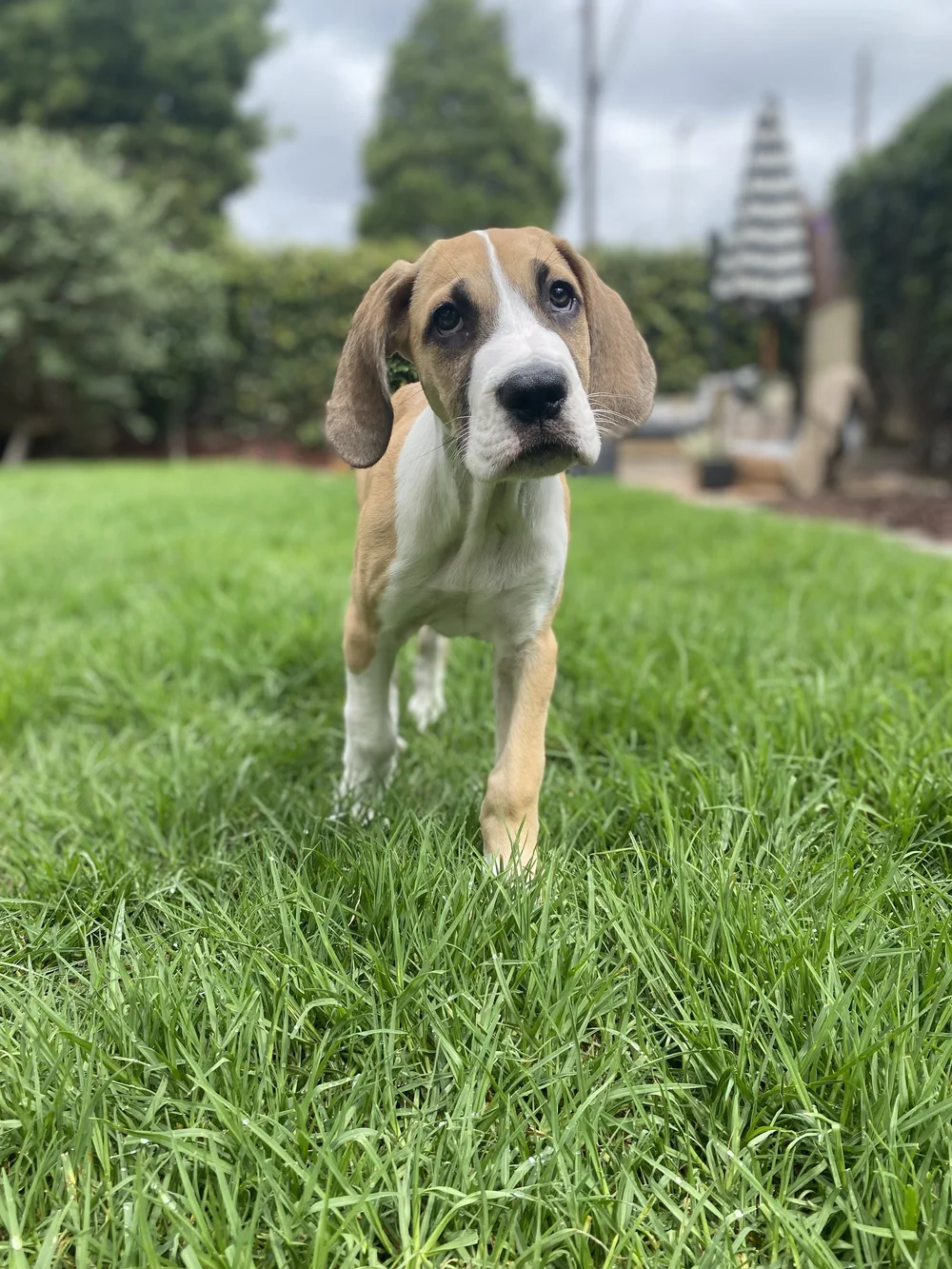 Beagle Great Dane Mix