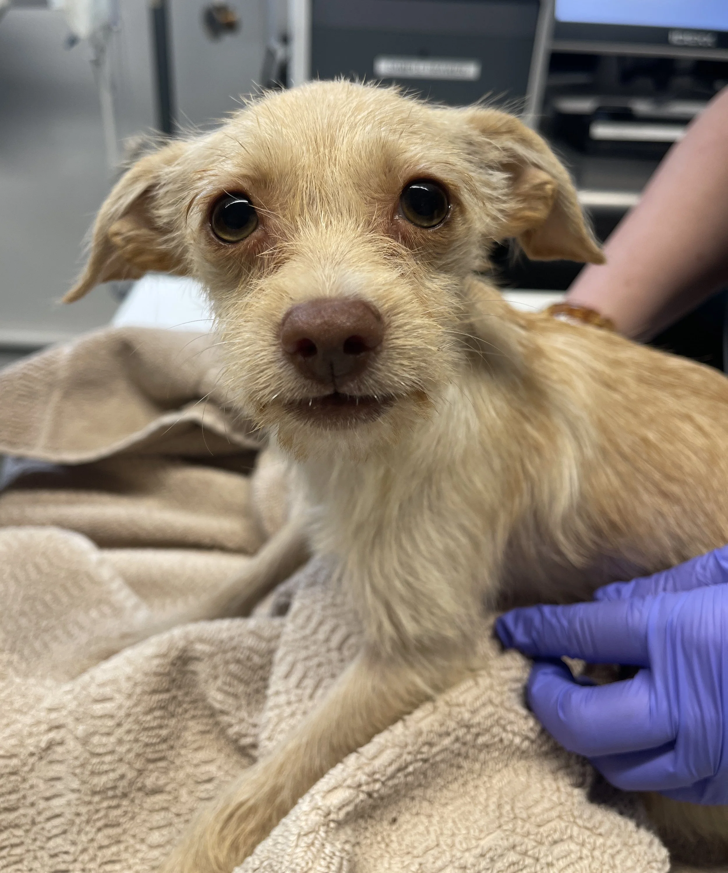 Adopt - LA — Wags and Walks