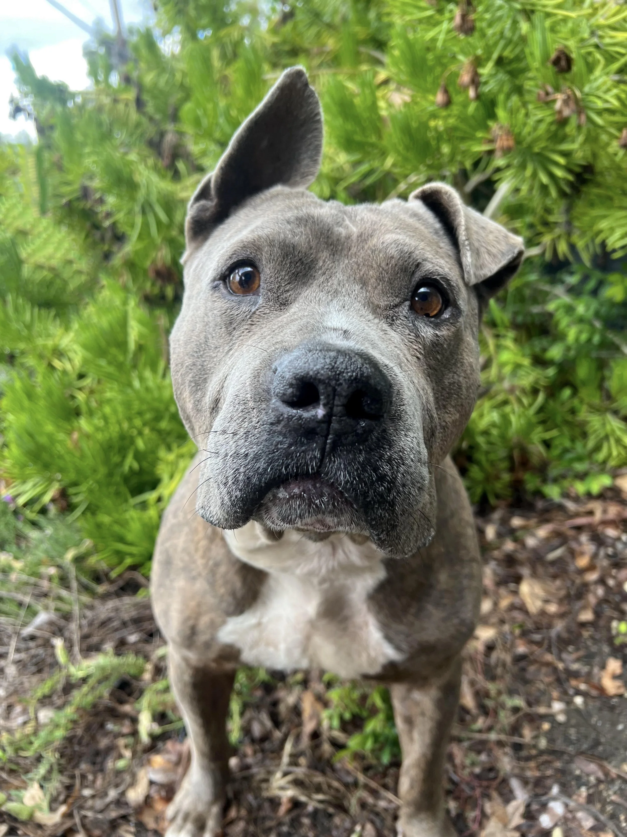 Adopt - LA — Wags and Walks