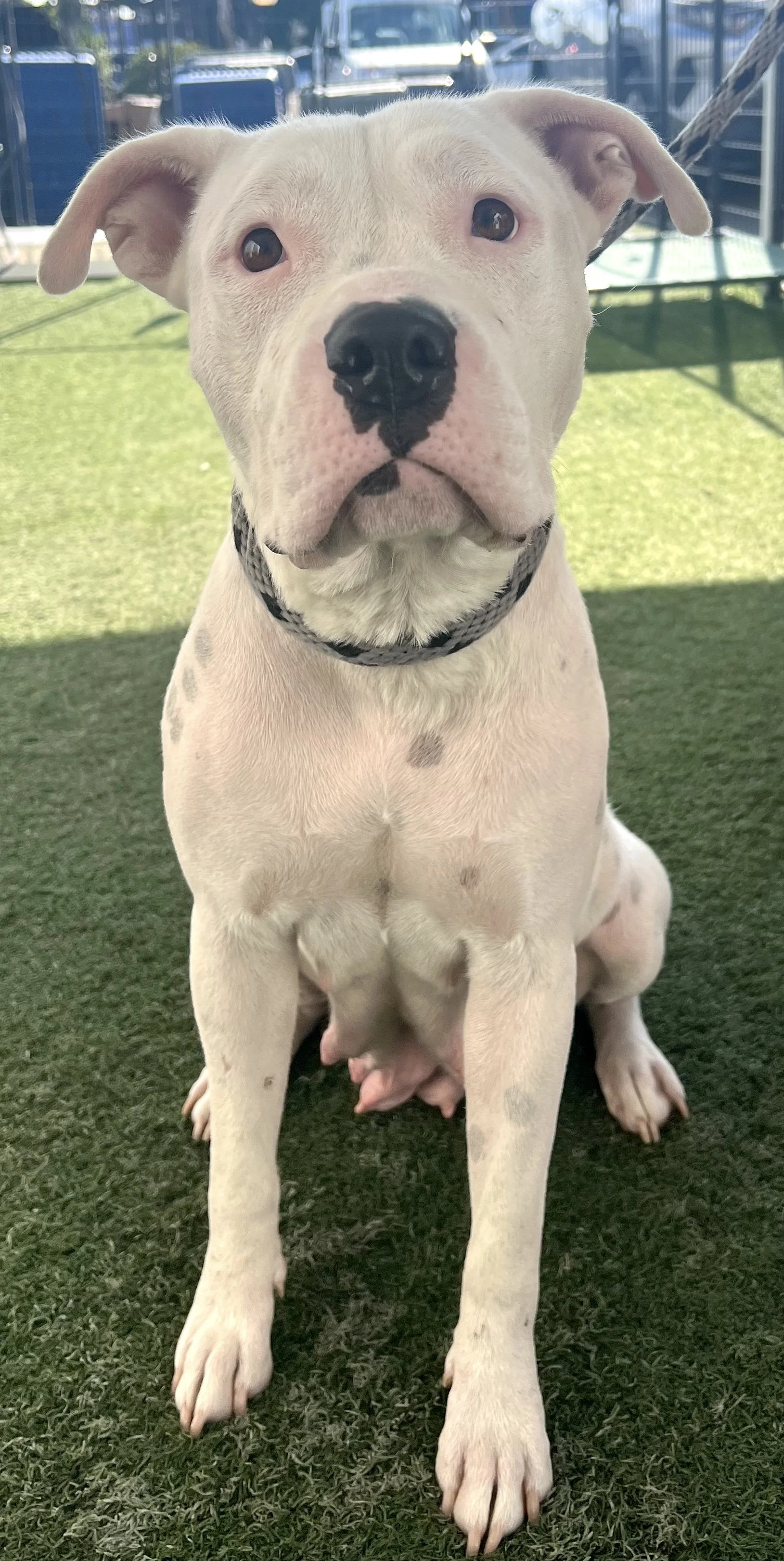 Adopt - LA — Wags and Walks